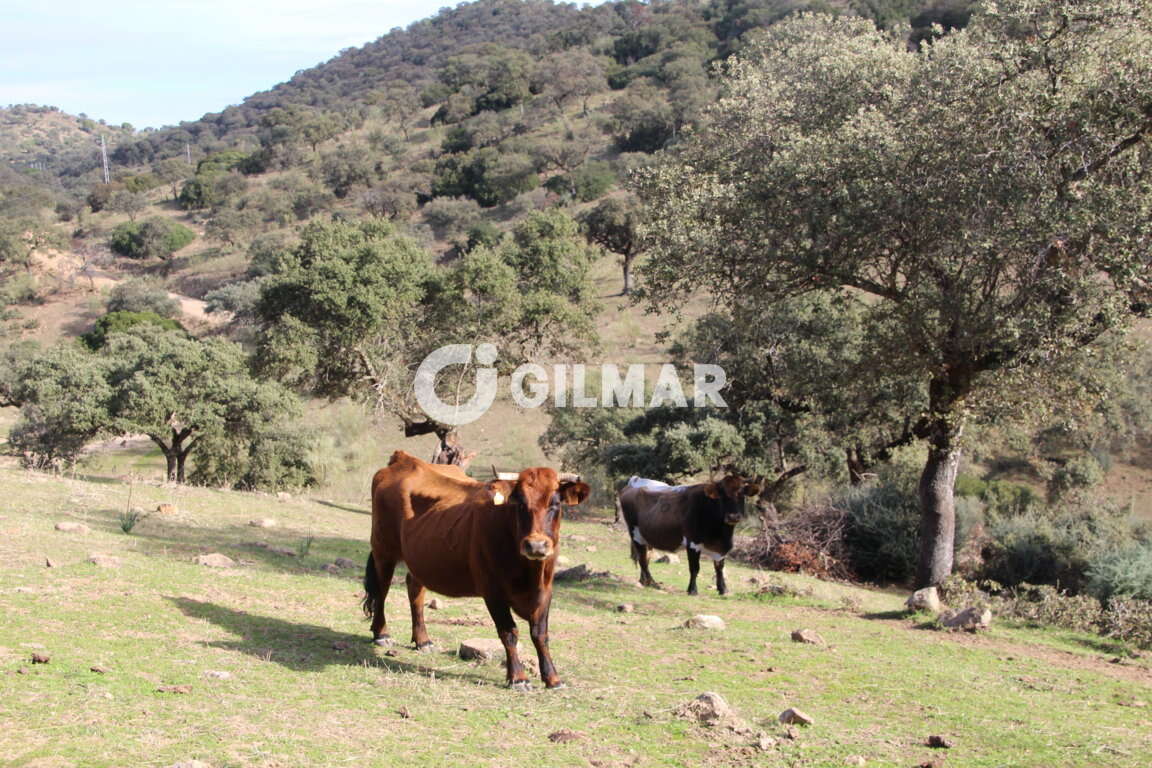 Finca Ganadera y recreo en Jaén - GILMAR | La casa de tus sueños